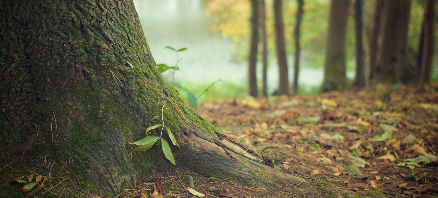 Auerbach - Praxis Bayerwald